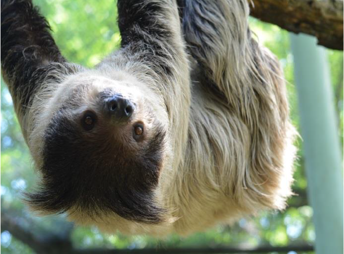 Animals By Species - Erie Zoo