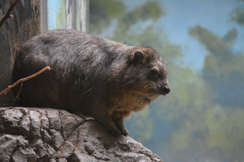 Animal Areas - Erie Zoo